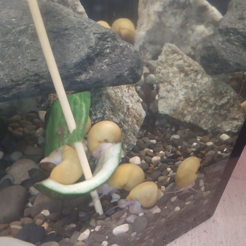 Гуппи, ампулярии, сом