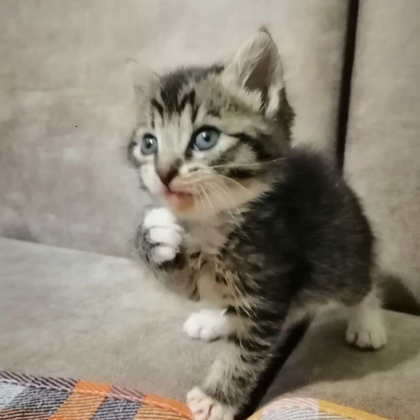 Простой котик