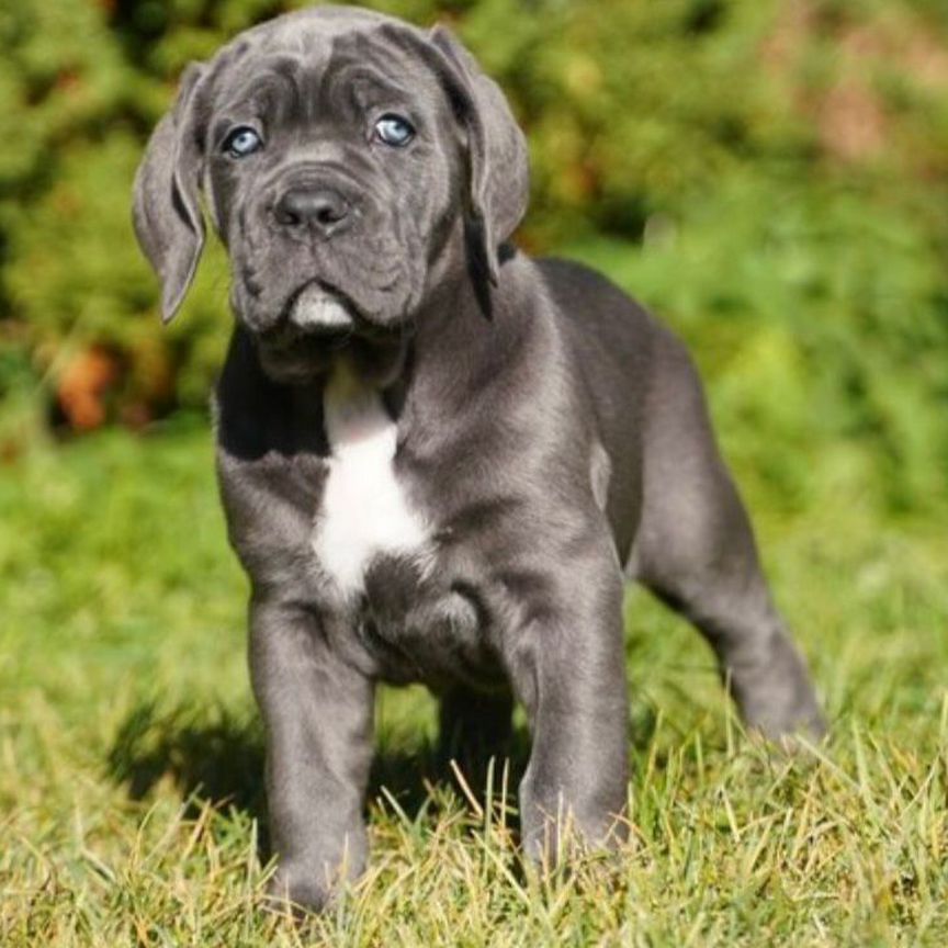 Сука Кане корсо