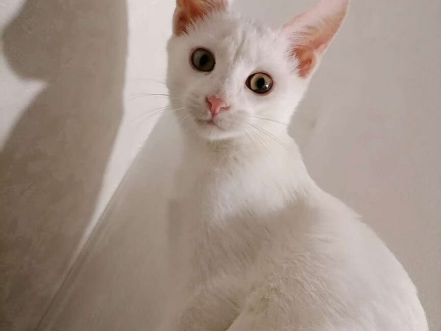 Белоснежный котёнок в добрые руки