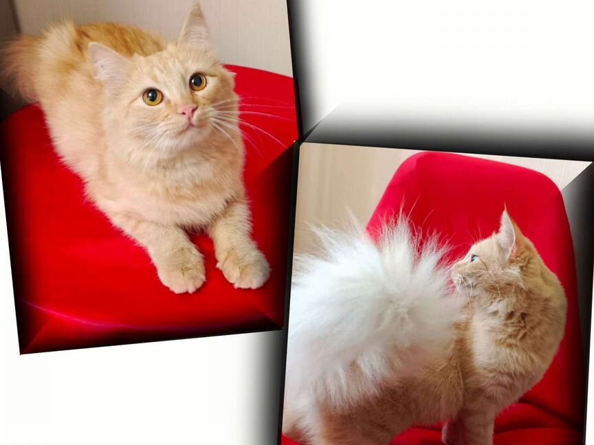 Я ищу семью