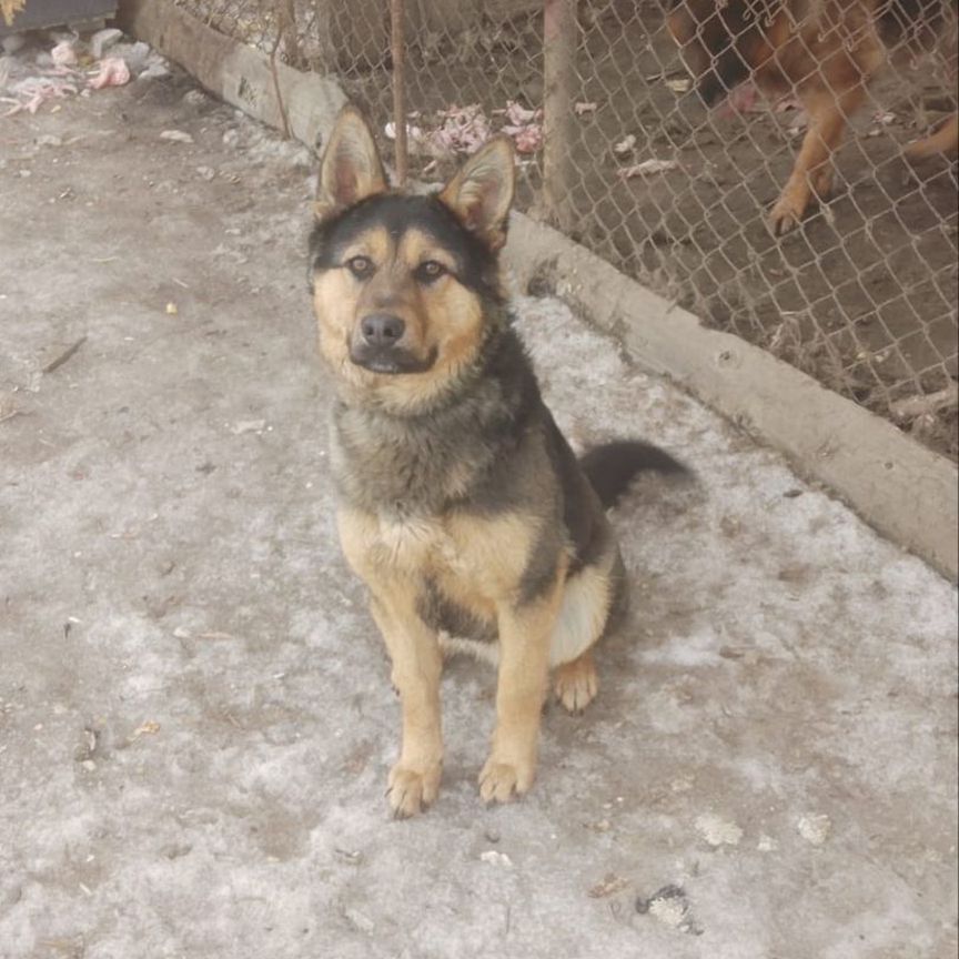 Пëс в добрые руки