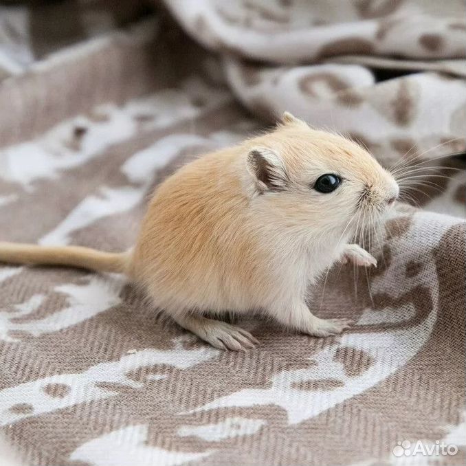 Песчанка цветная