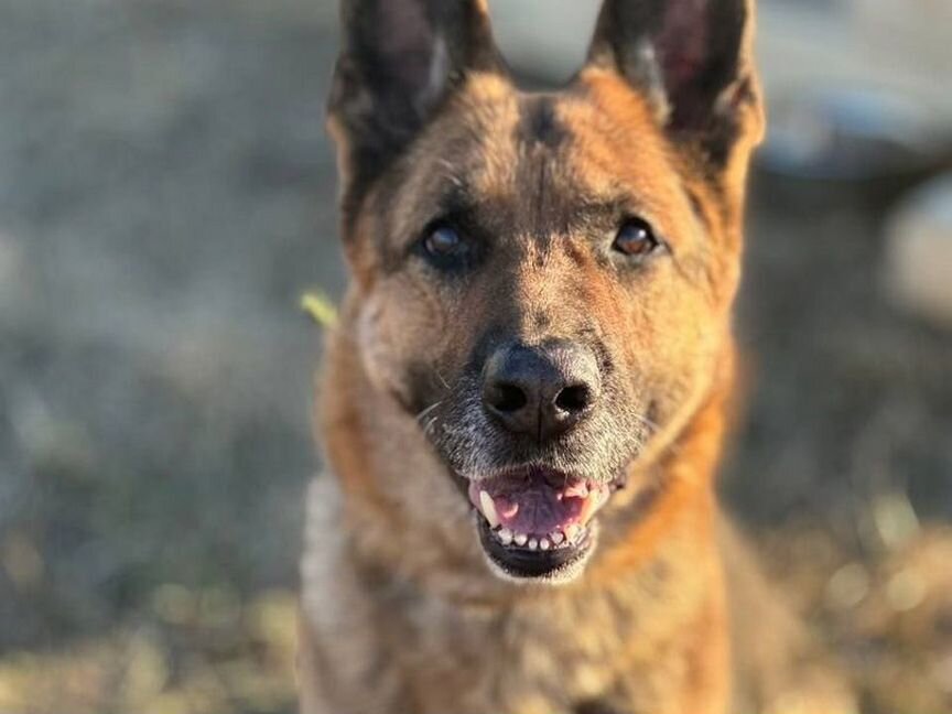 Метис, немецкой овчарки Зая