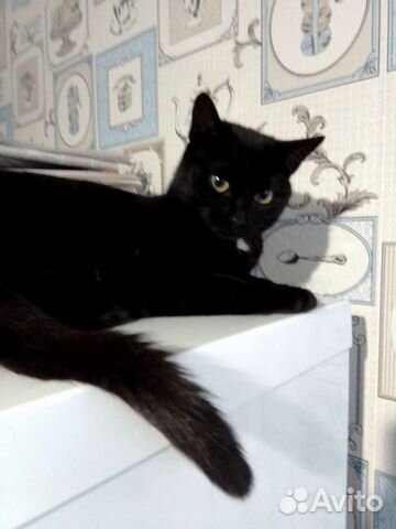 Кошка