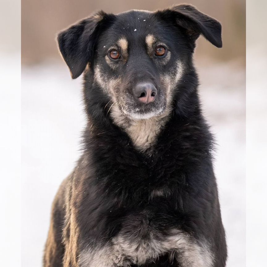 Взрослая собака в добрые руки