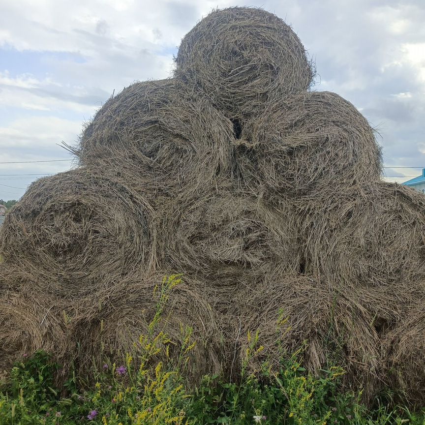 Сено в рулонах