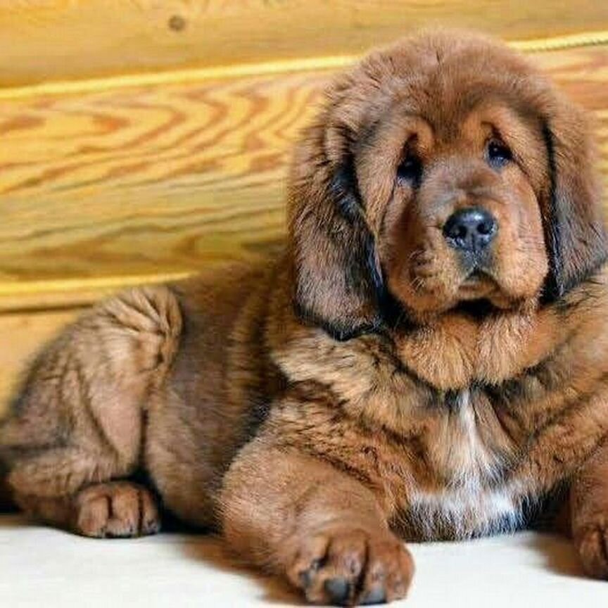 Тибетский мастиф щенки