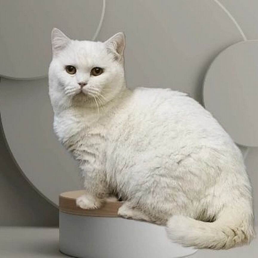 Белый котик манчкин