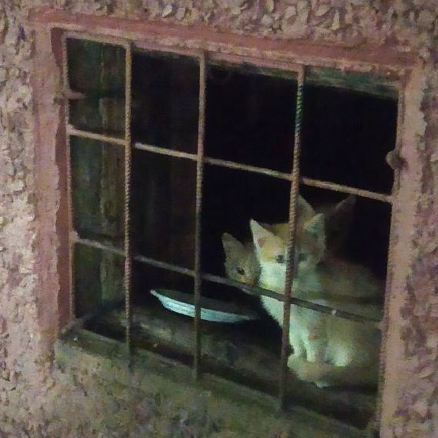 Рыжие котики хотят домой
