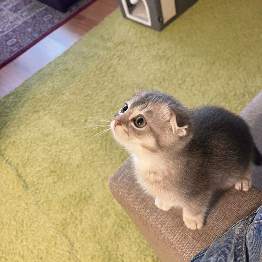 Шотландская серебристая шиншилла, мальчик