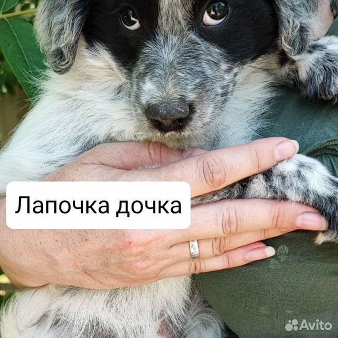 Собаки-очароваки хотят домой