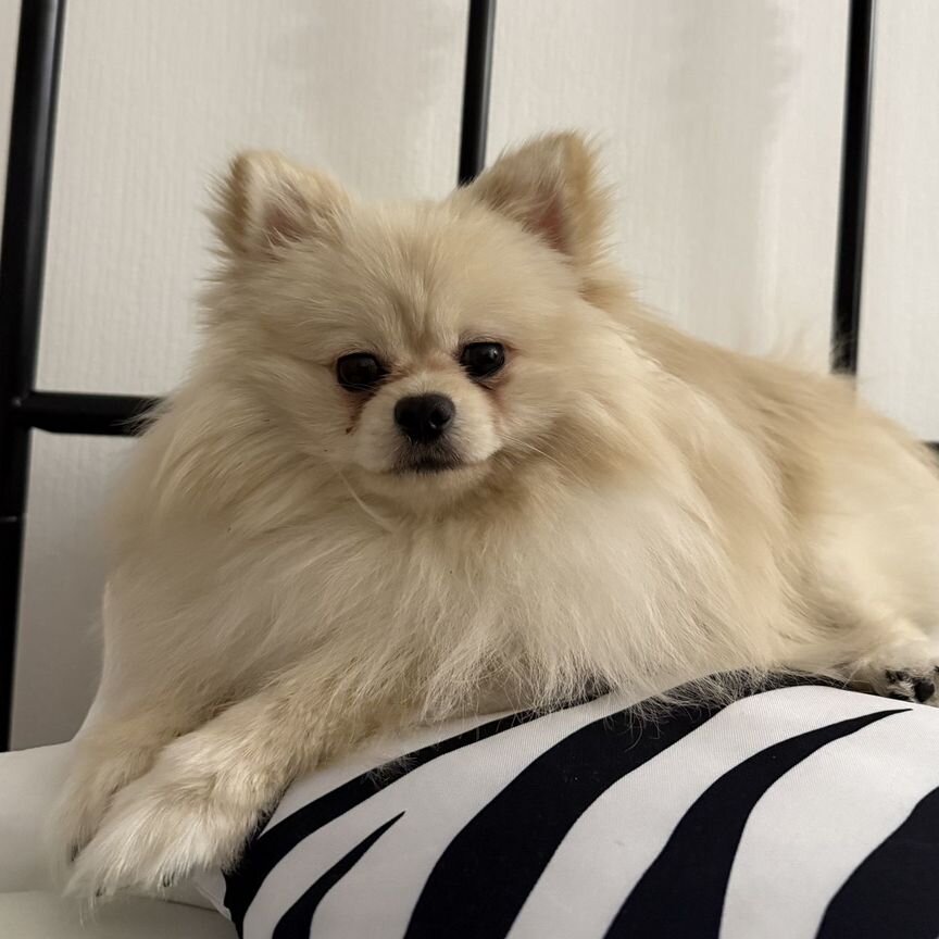 Немецкий шпиц, взрослый пёс