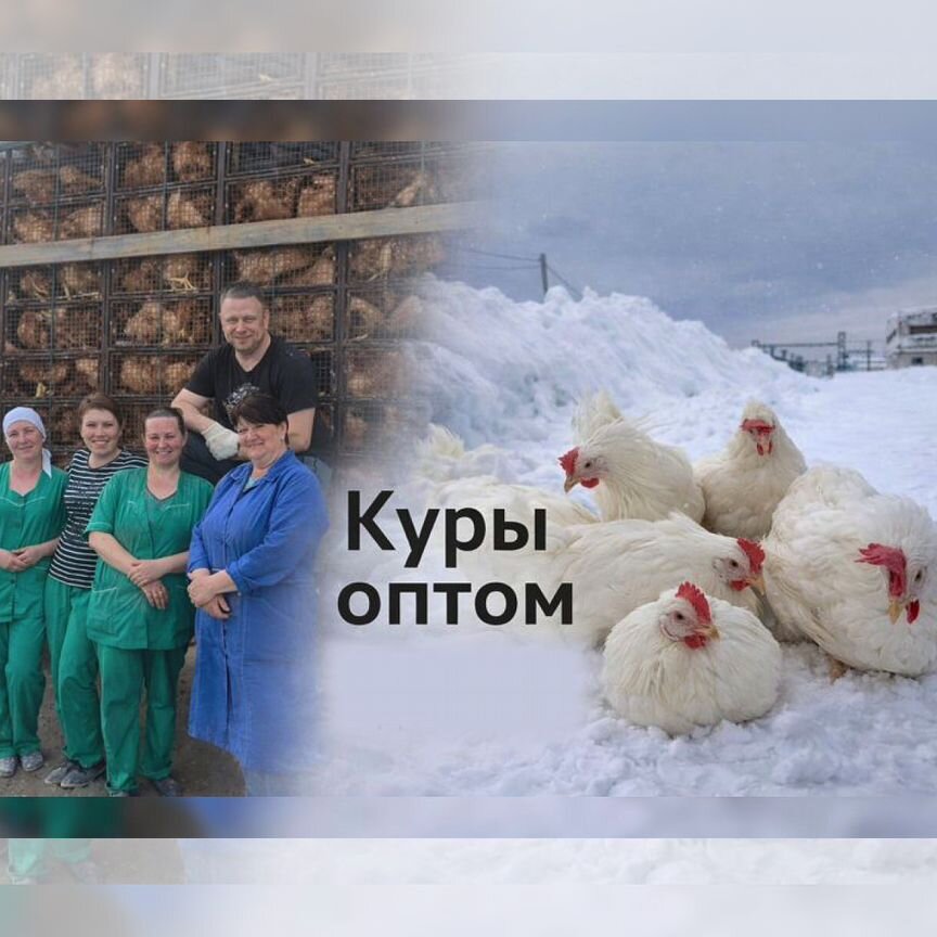 Куры Доминант — лучшие несушки