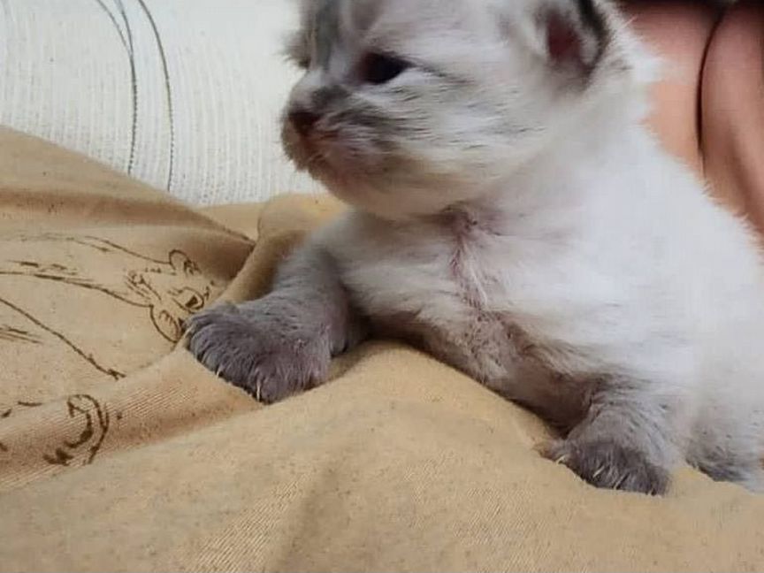 Котенок рэгдолл