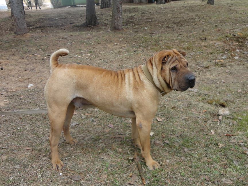 Шарпей бесплатно