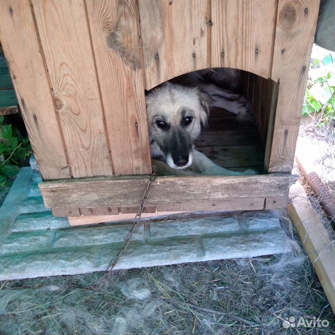 Старая слепая собака ищет дом