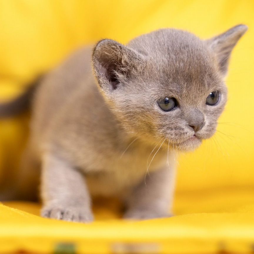 Европейский бурманский котёнок