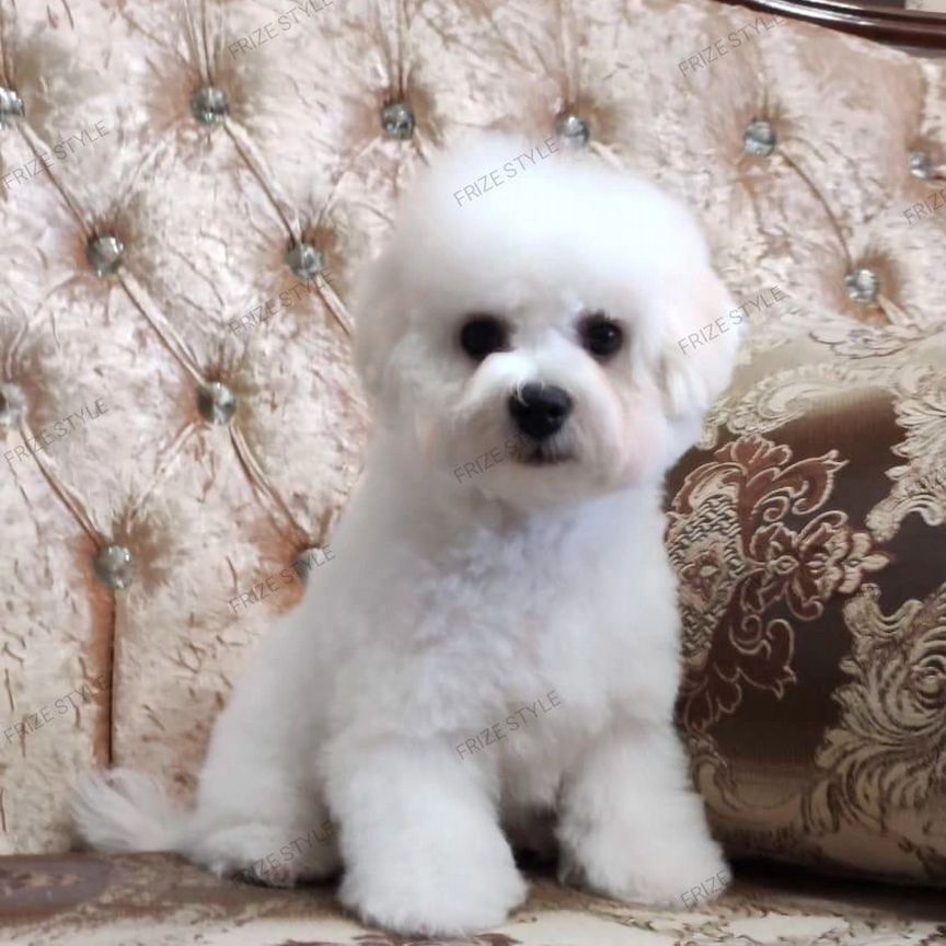 Щенки Бишон фризе