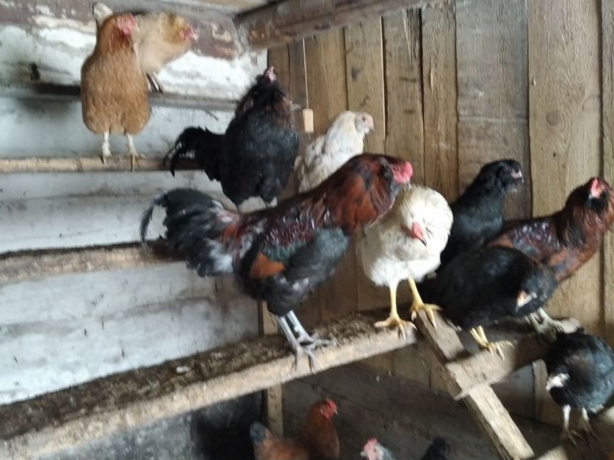 Молодые петушки американо обмен