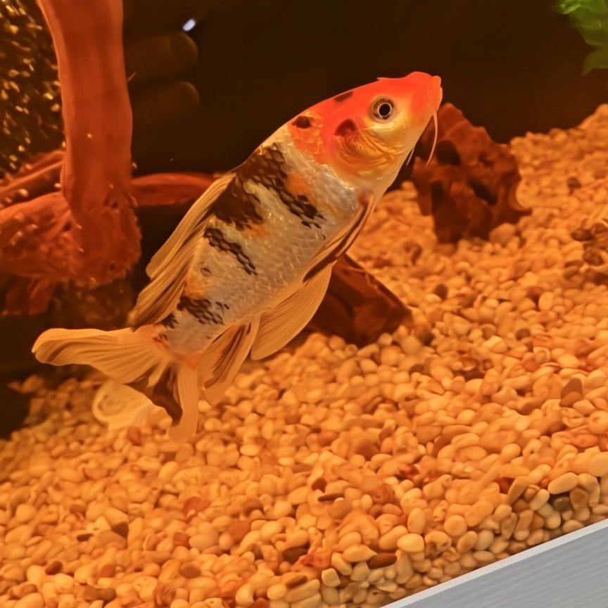 Вуалевые карпы кои