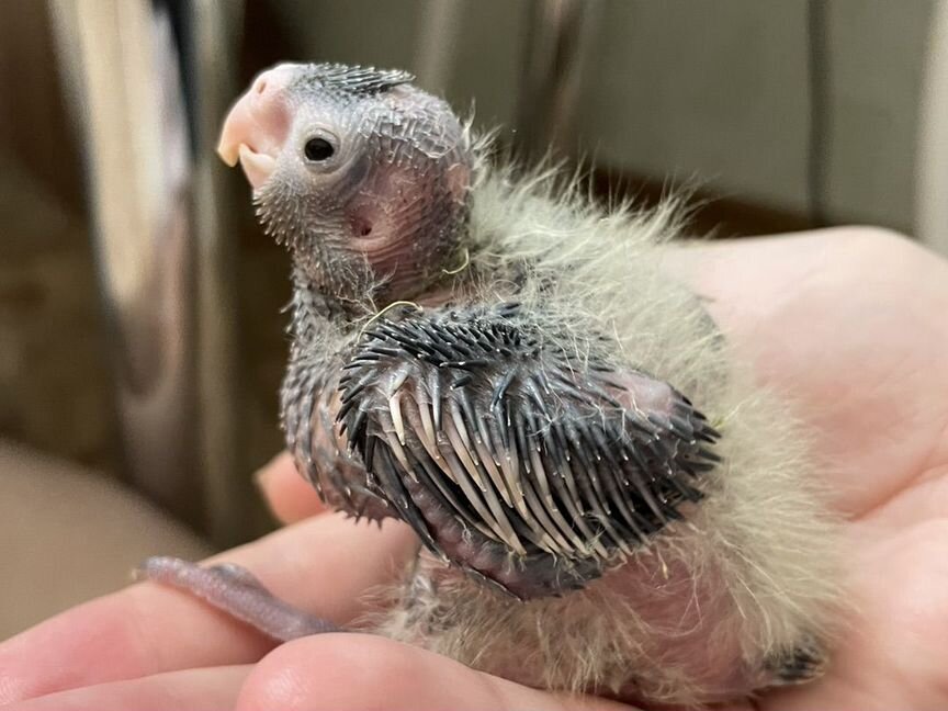 Попугай корелла птенец