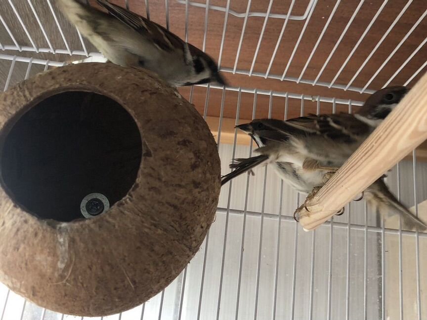 Воробьи ищут заботливые руки