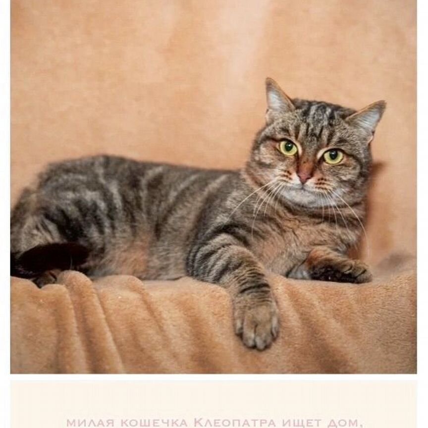 Красивая кошечка тщет дом