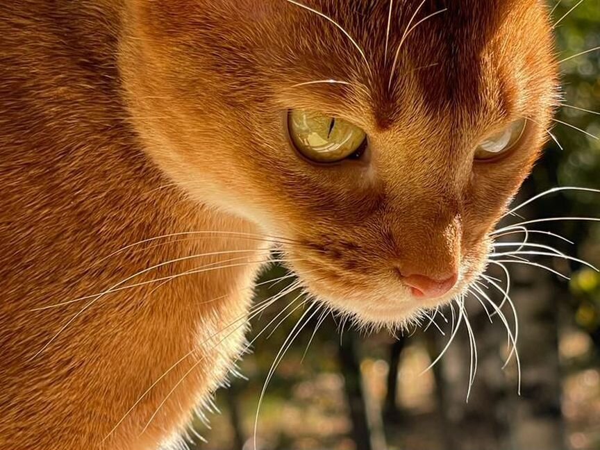Приглашаем аббисинского котика на вязку