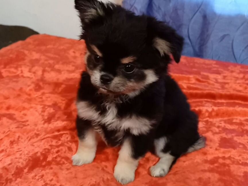 Чихуахуа мальчик