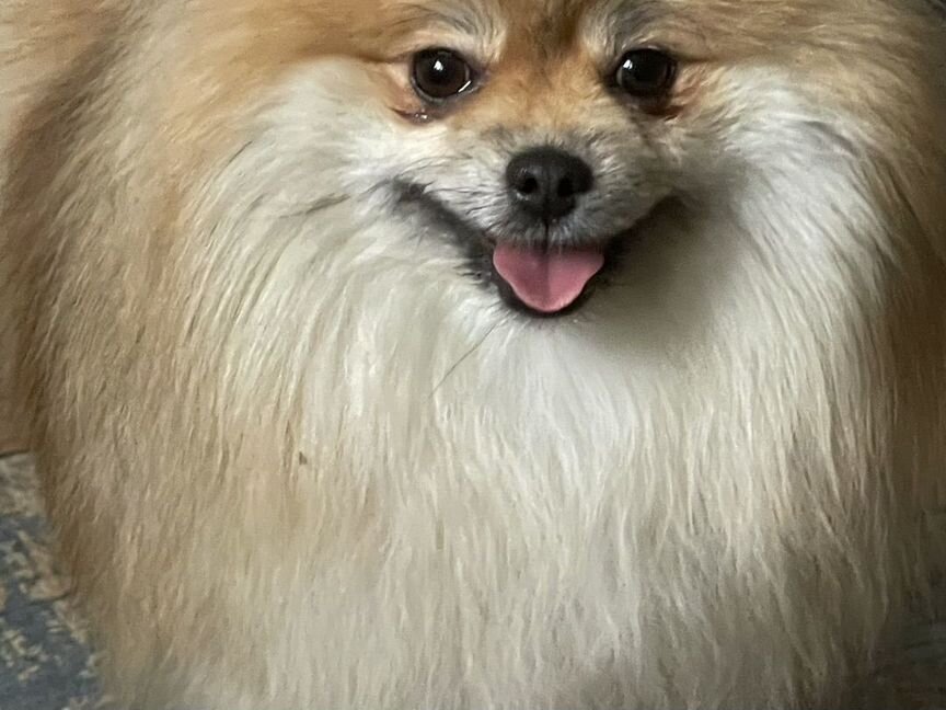 Девочка шпиц в дар