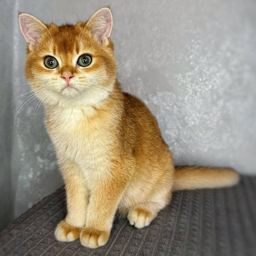 Британский короткошёрстный котёнок