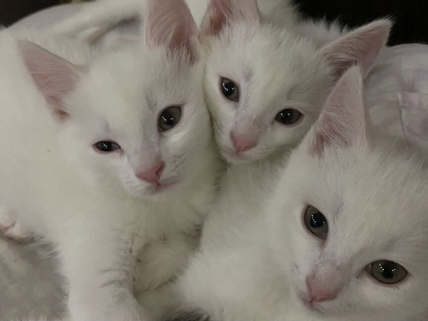 Белоснежные котики
