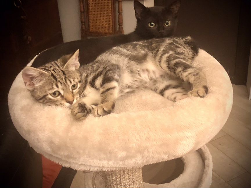 Котята в добрые руки