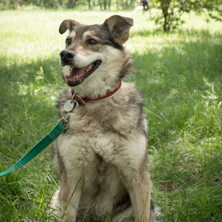 Лада из приюта ищет дом