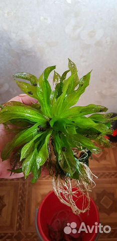 Аквариумные растения