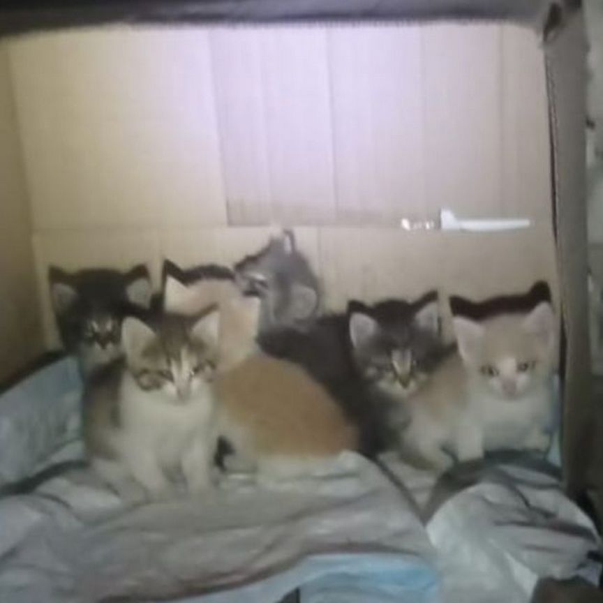 Котятки- малыши