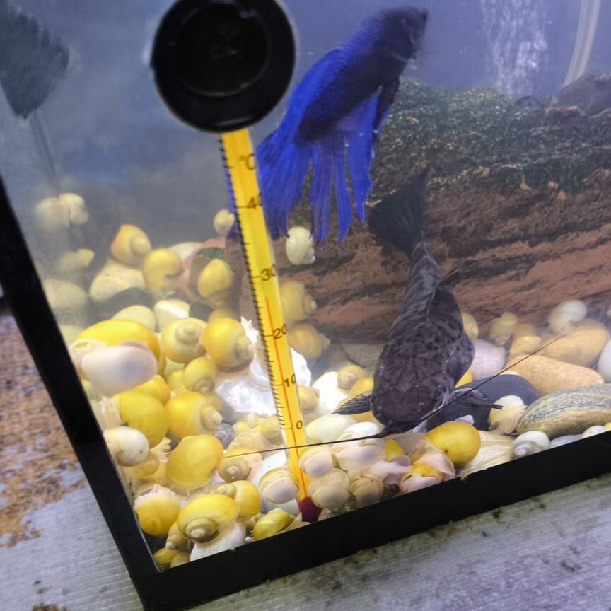 Улитки ампулярии желтые