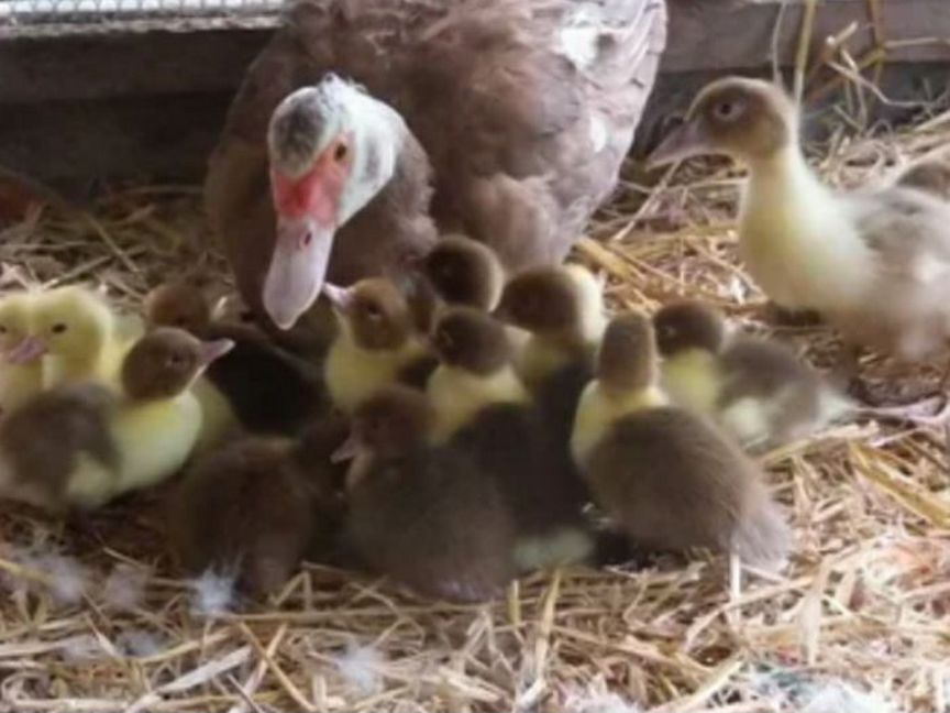 Мускусные утки