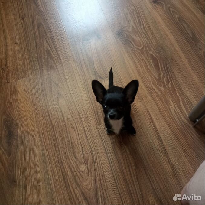 Продам чихуа-хуа