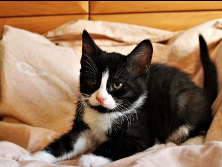 Игрун и ласкуша котенок Лорик