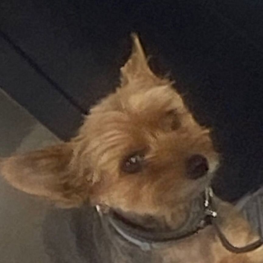 Йоркширский терьер мальчик