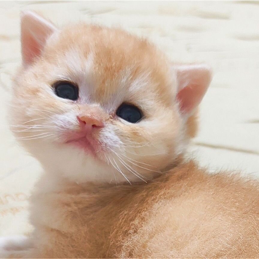 Девочка яркая