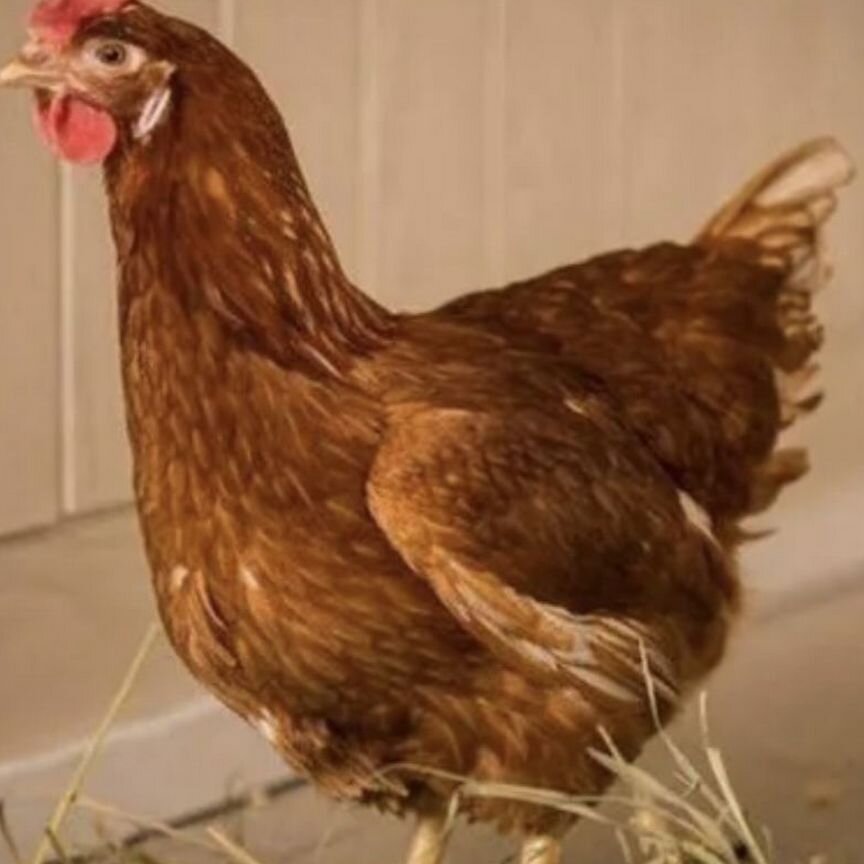 Куры несушки