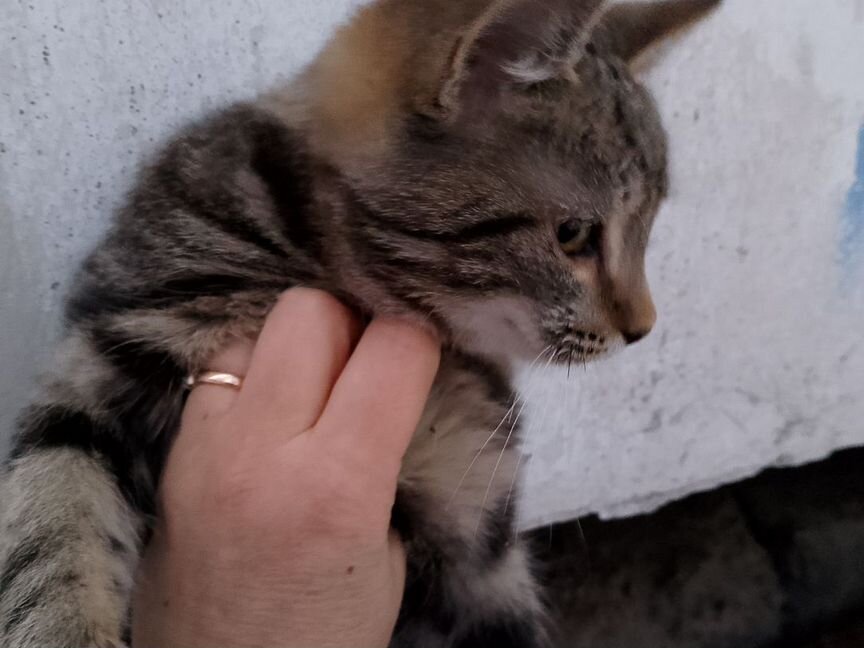 Кошки в добрые руки бесплатно