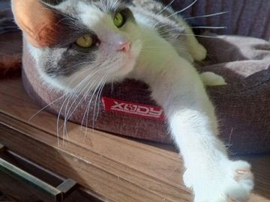 Никому не нужный котик все еще ждет