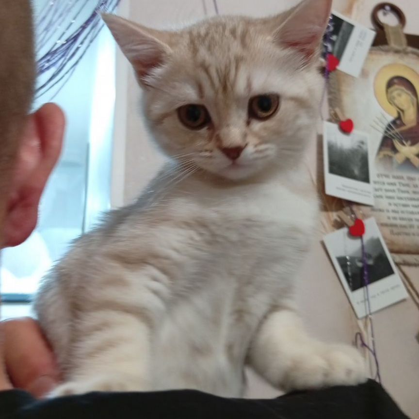 Британский короткошёрстный котёнок