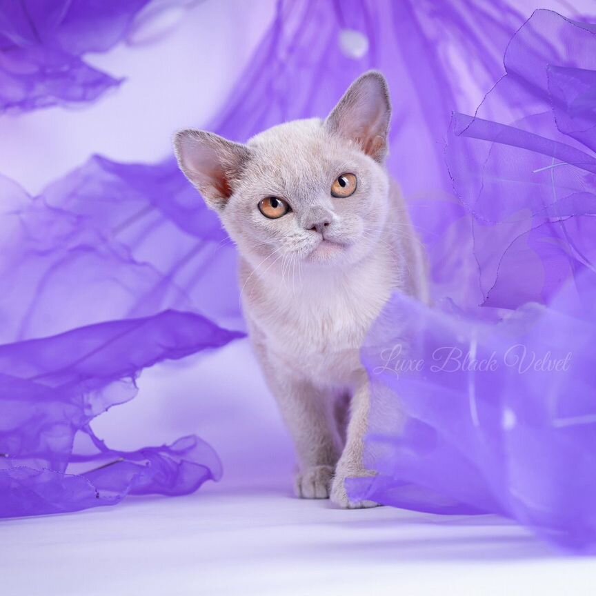 Европейский бурманский котёнок