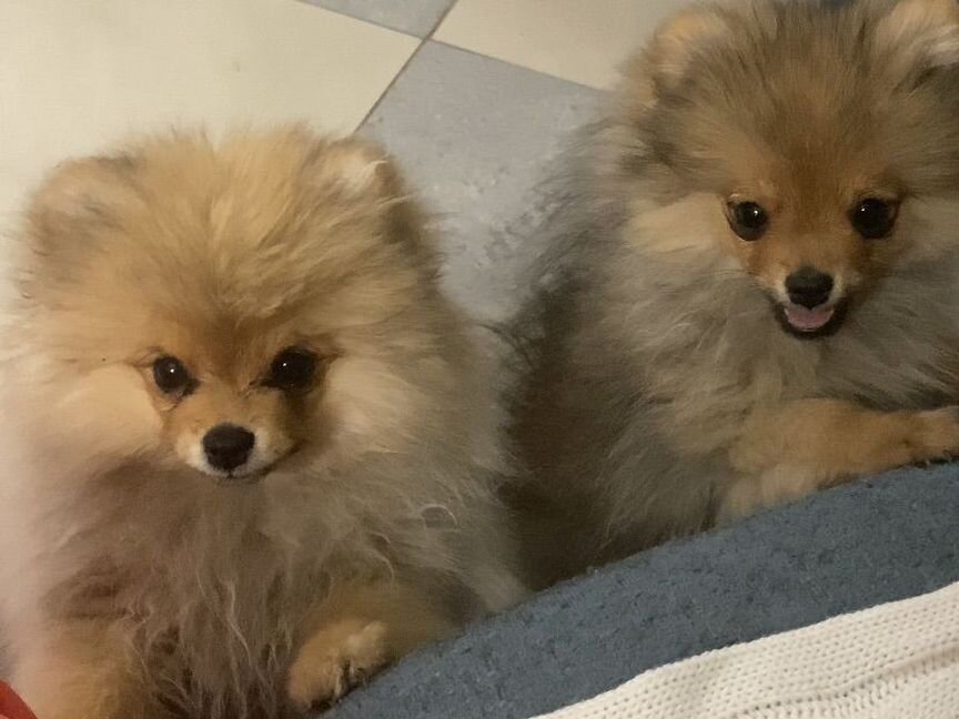 Померанский шпиц