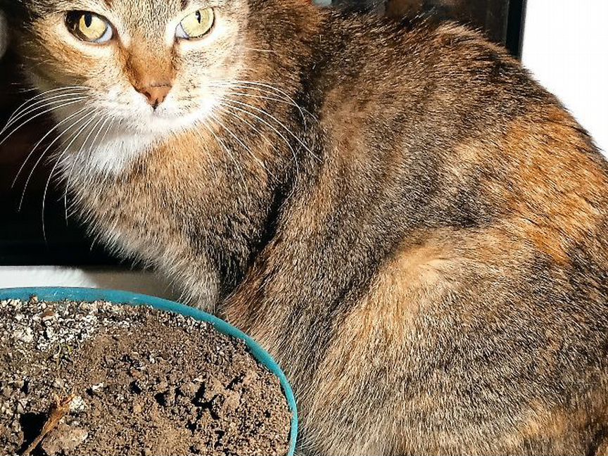 Кошечка Дуся